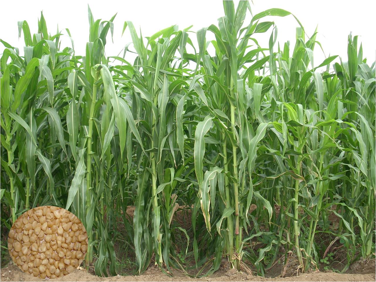 Crop Production Forage Crops Fodder Maize